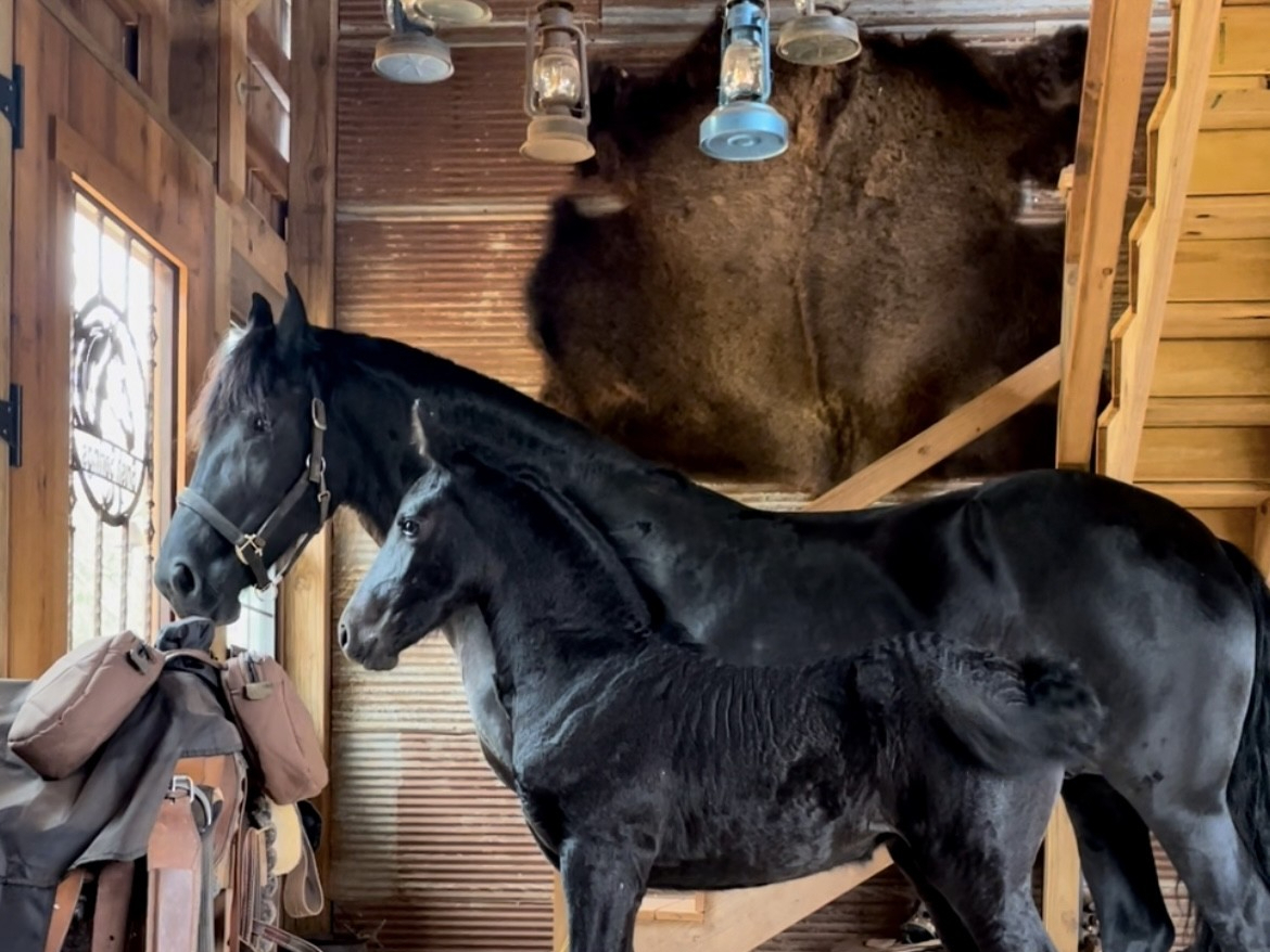 Brush Springs Open House: Celebrating Horses, Community and Nature – Brush Springs Stables